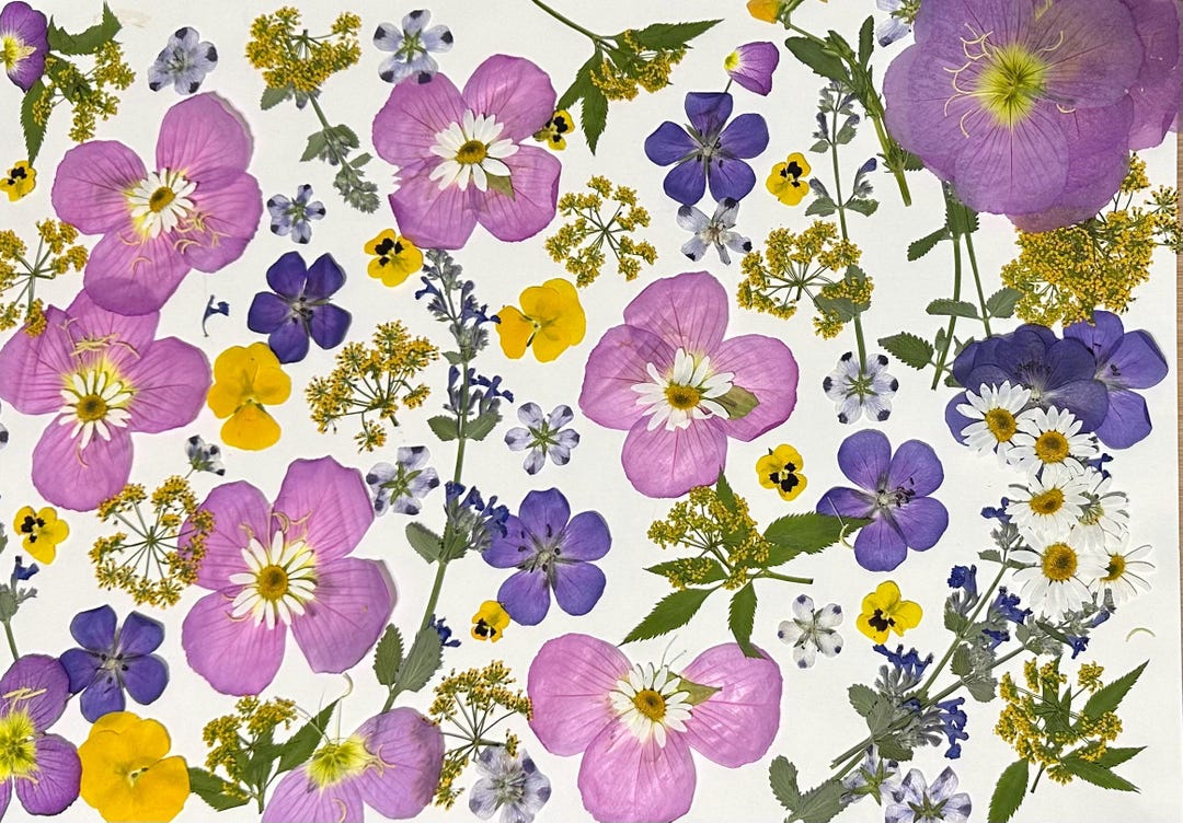 Bright Splash of Edible Flowers — Food-safe for Cake Decorating - Etsy