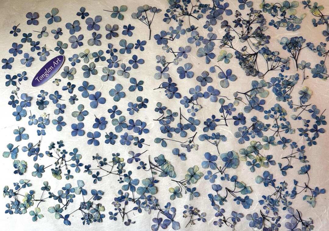 Pressed Blue Hydrangea Flowers, 125+ Blooms, Sprigs - Etsy