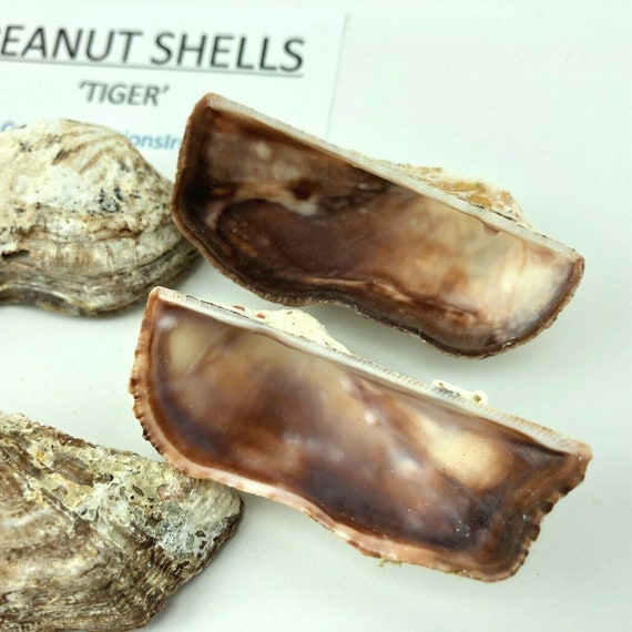 10 'Peanut' Bi-Valve Sea Shells 80g Natural Crafts | Etsy