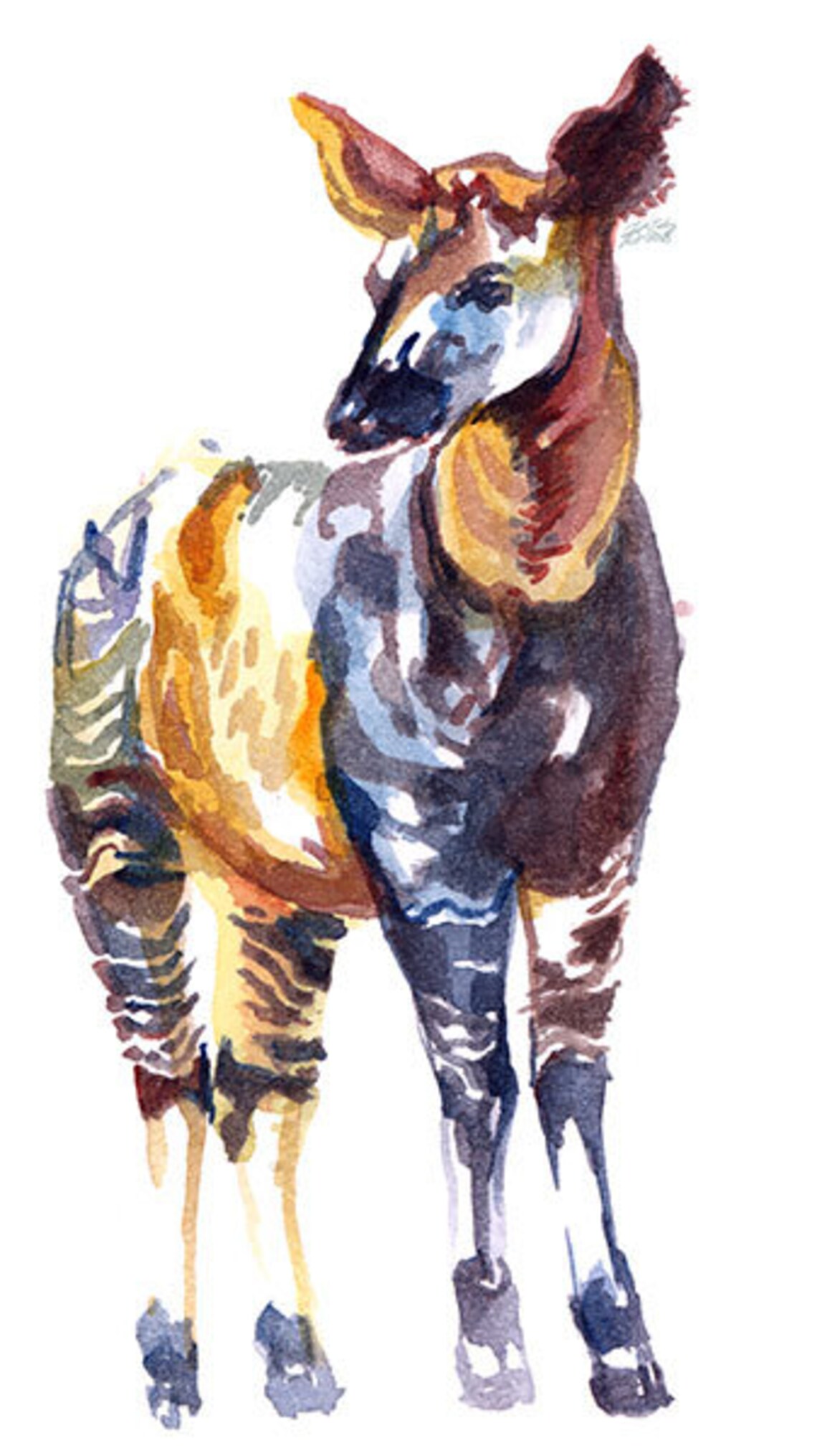 Okapi Art Print - Extra Large Wall Art of Okapi / African Safari Animal ...