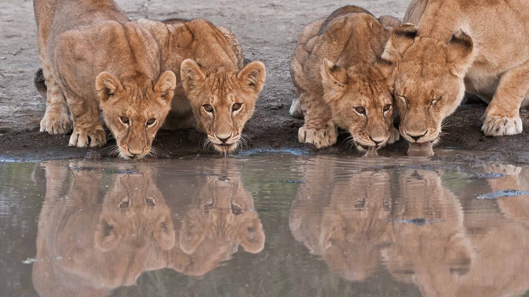 Lion Family on the Pond - Etsy