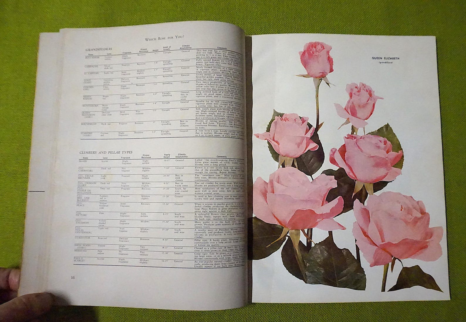 How to Grow Roses by John Paul Edwards - Revised Edition - A Sunset ...