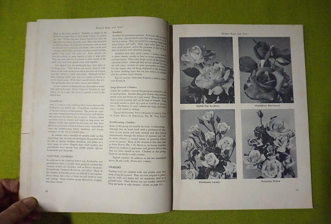 How to Grow Roses by John Paul Edwards - Revised Edition - A Sunset ...