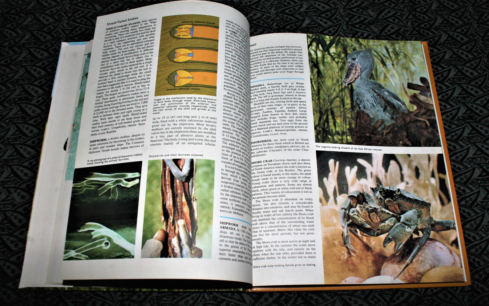 Encyclopedia of the Animal World - Shape of Animals to Starfishes - Vol ...