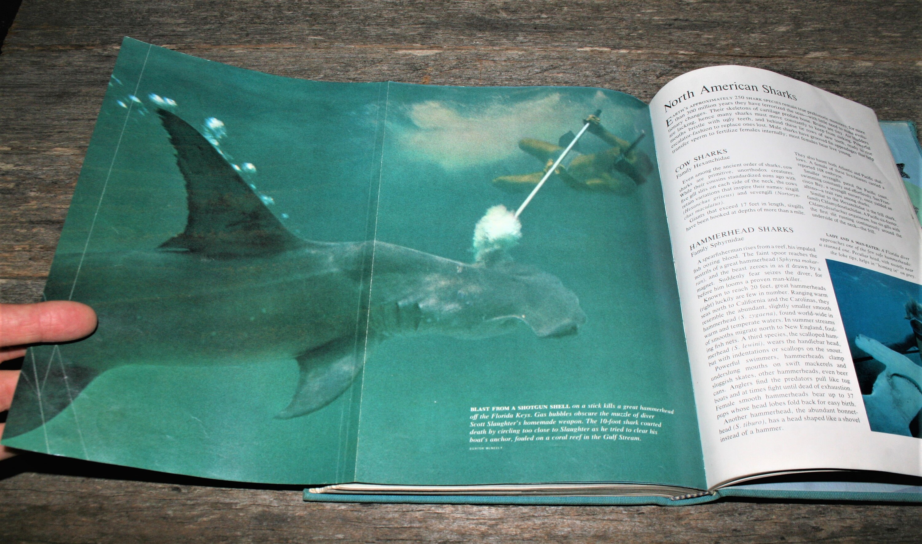 Wonderous World of Fishes by National Geographic Society New | Etsy