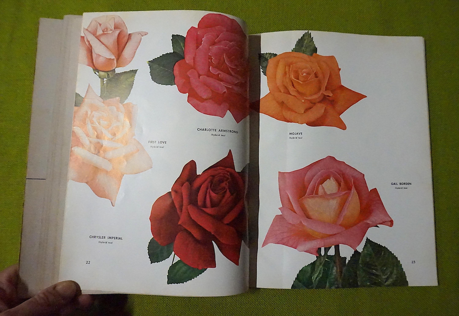 How to Grow Roses by John Paul Edwards - Revised Edition - A Sunset ...