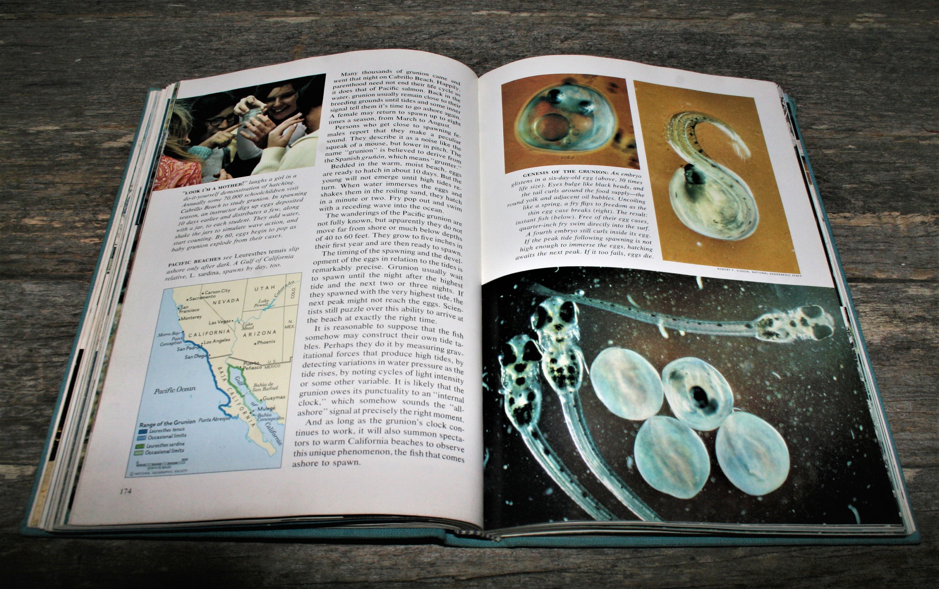 Wonderous World of Fishes by National Geographic Society New - Etsy