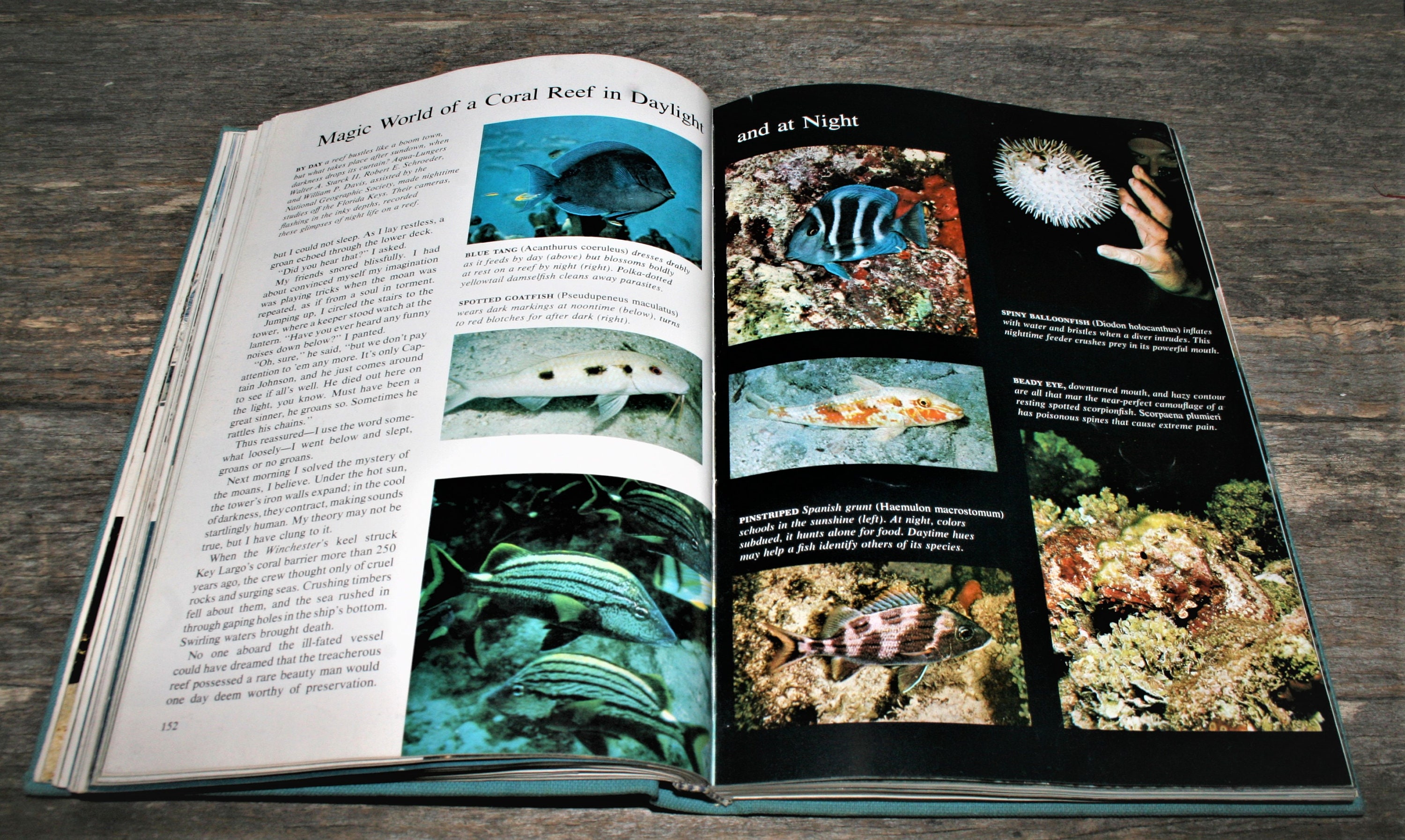 Wonderous World of Fishes by National Geographic Society New - Etsy