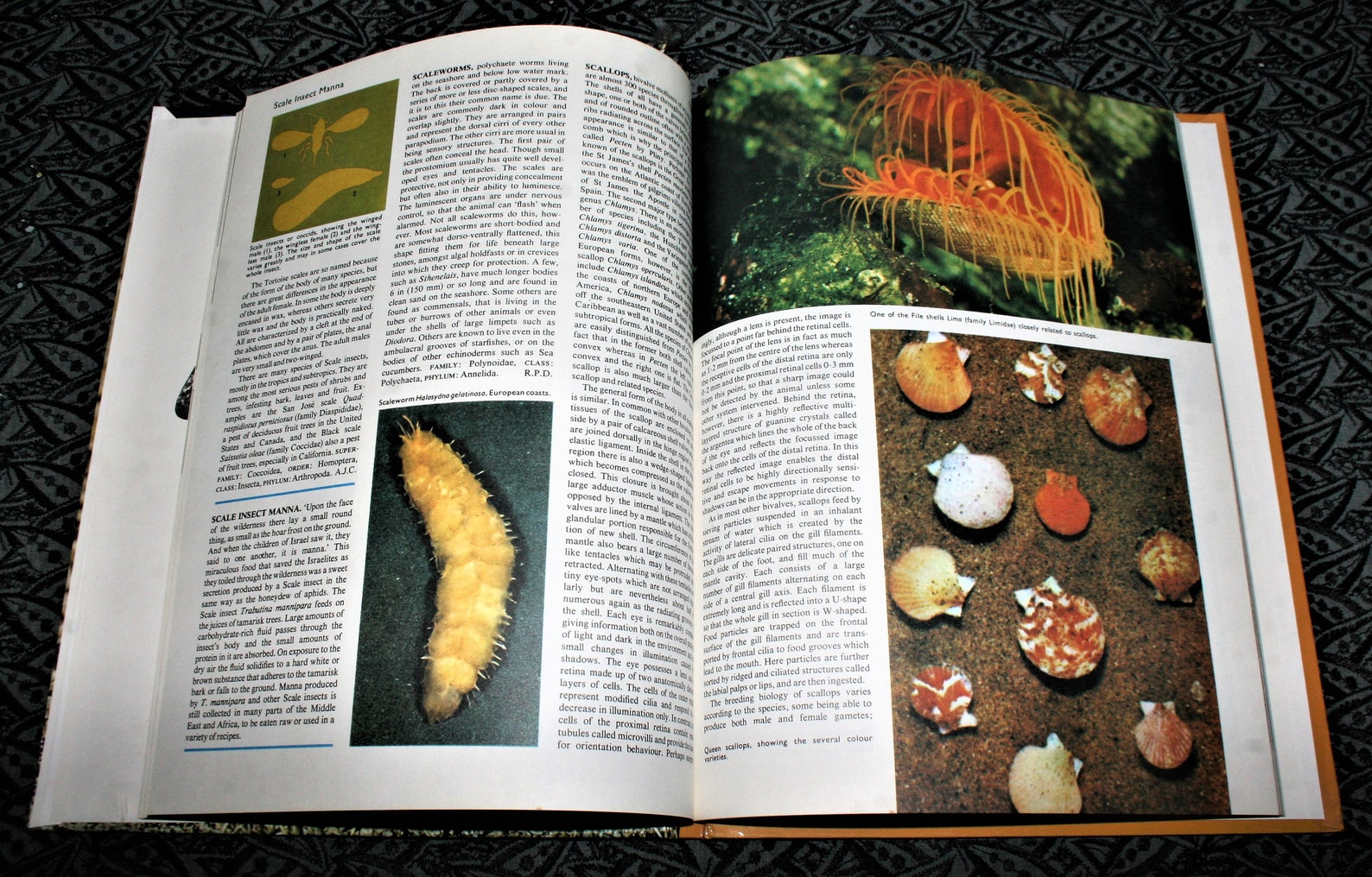 Encyclopedia of the Animal World - Rhebok to Shag - Vol 17 - 1978 ...