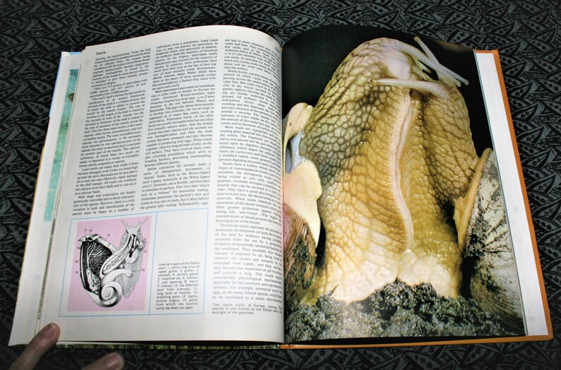Encyclopedia of the Animal World - Shape of Animals to Starfishes - Vol ...