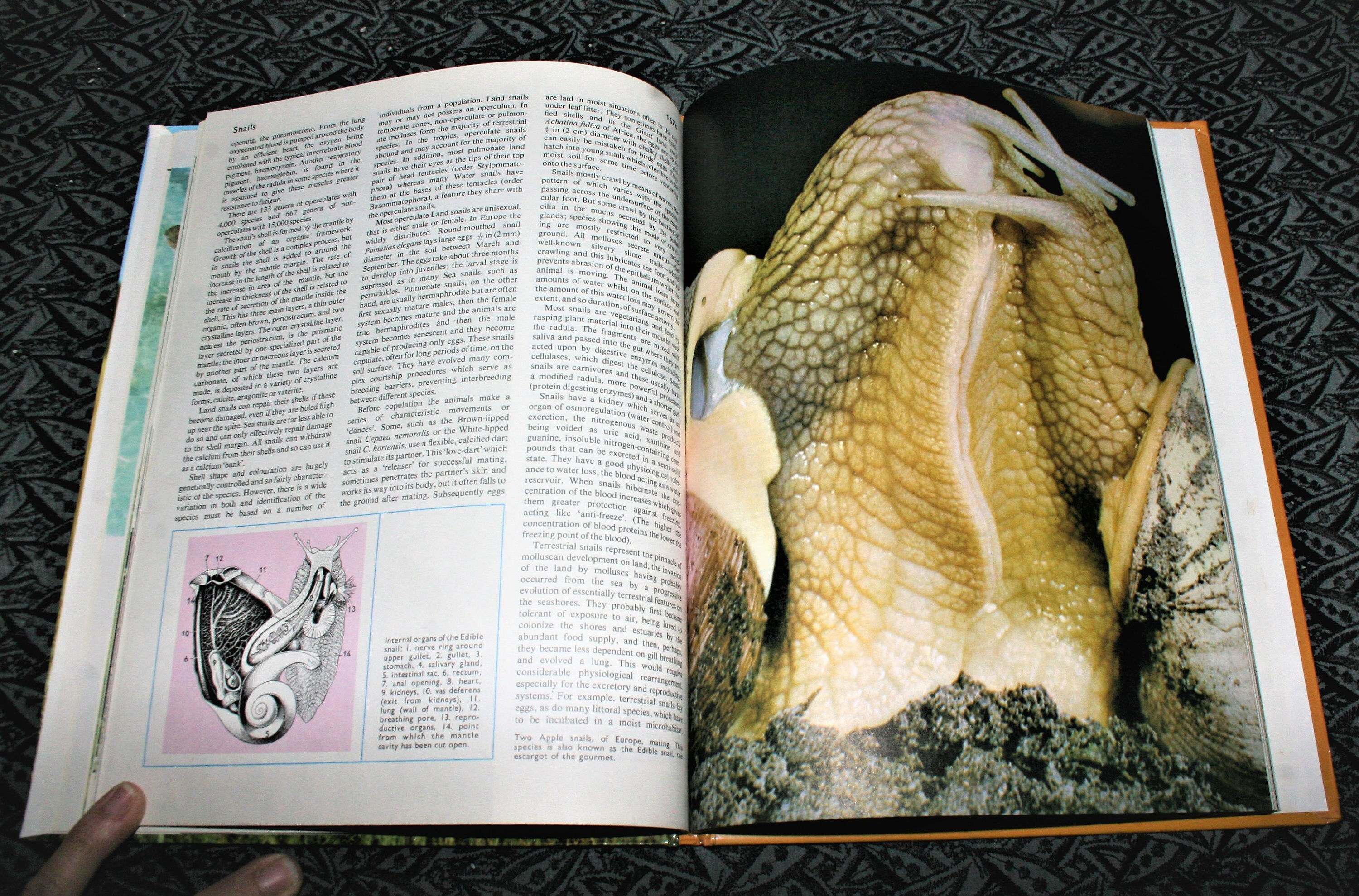 Encyclopedia of the Animal World - Shape of Animals to Starfishes - Vol ...