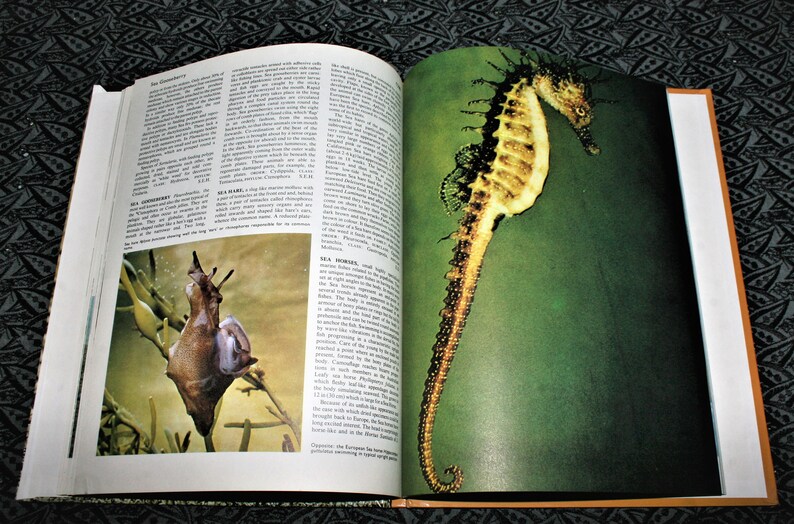 Encyclopedia of the Animal World - Rhebok to Shag - Vol 17 - 1978 ...