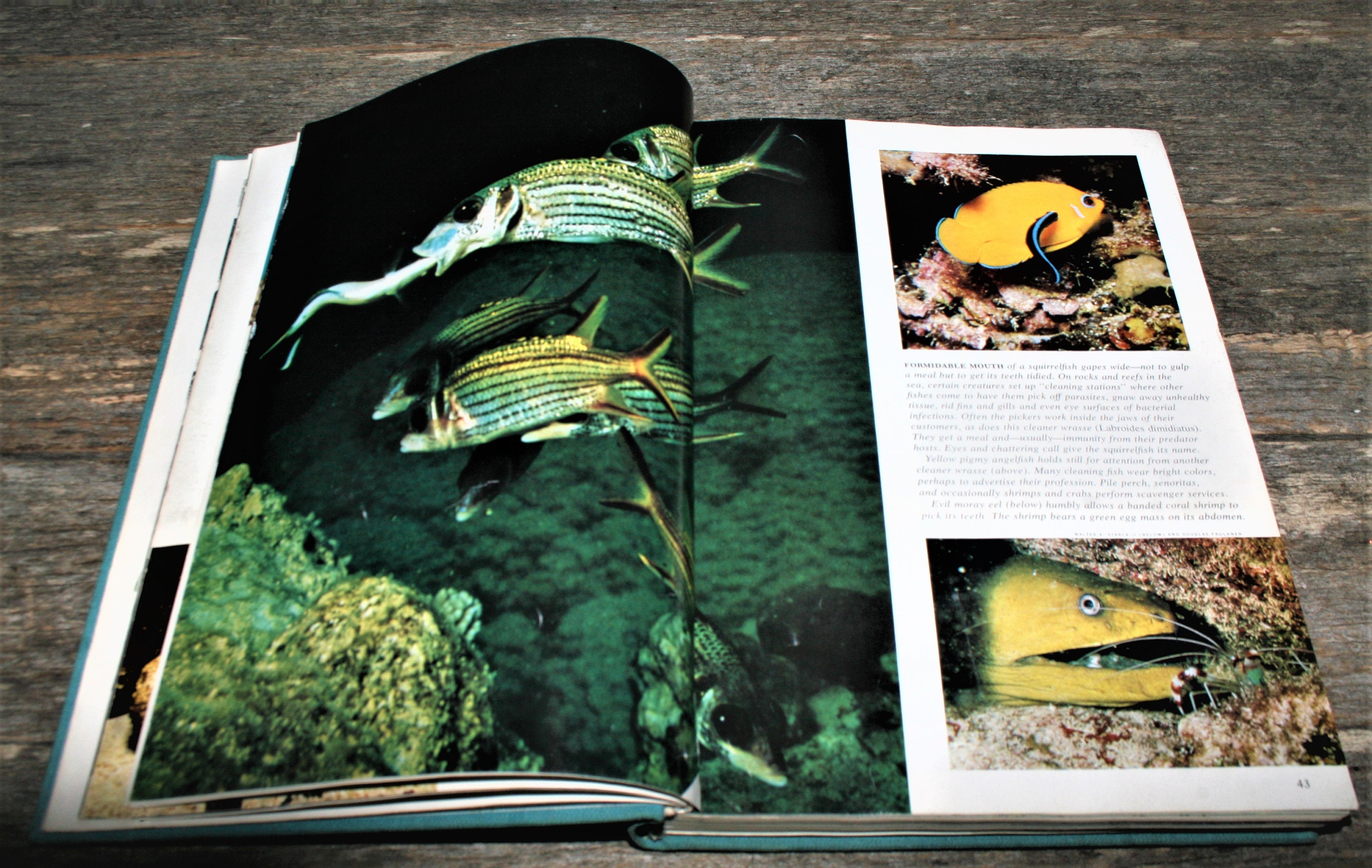 Wonderous World of Fishes by National Geographic Society New - Etsy