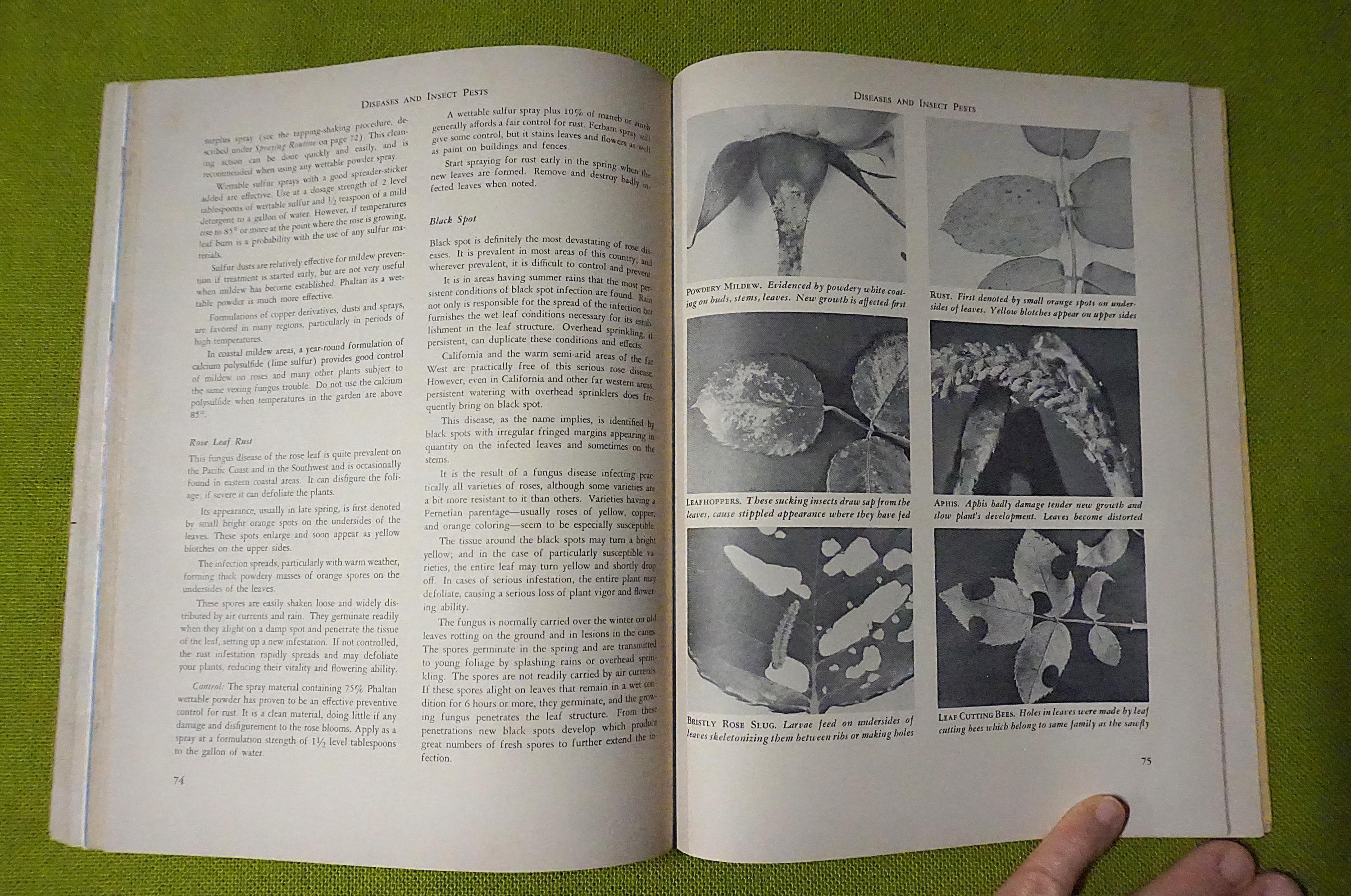 How to Grow Roses by John Paul Edwards - Revised Edition - A Sunset ...
