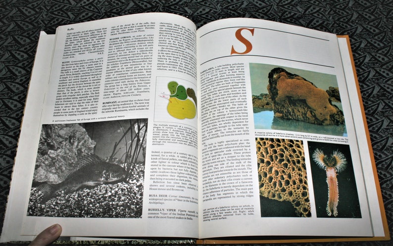 Encyclopedia of the Animal World - Rhebok to Shag - Vol 17 - 1978 ...