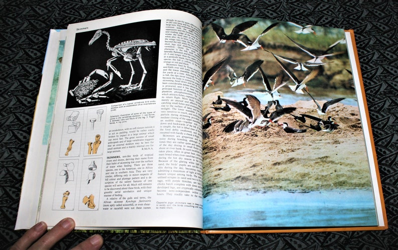 Encyclopedia of the Animal World - Shape of Animals to Starfishes - Vol ...