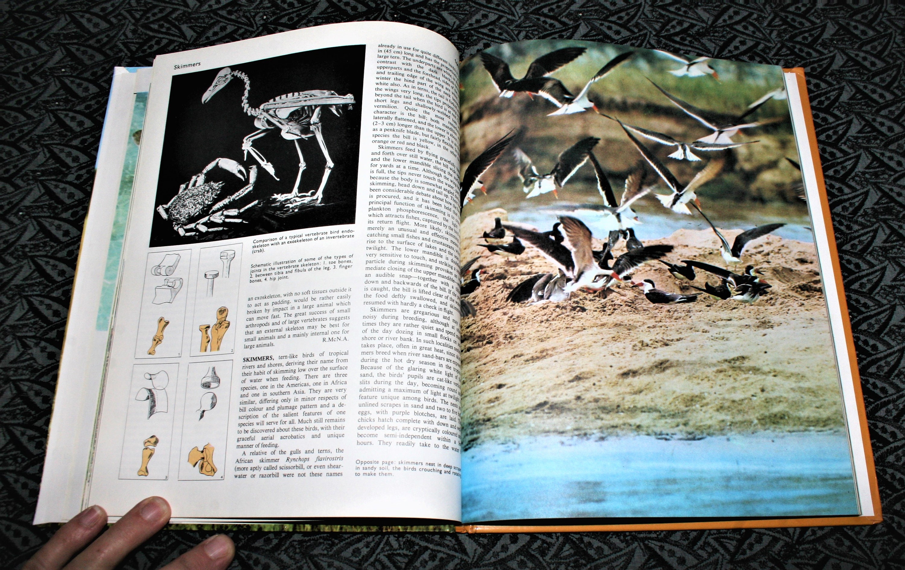 Encyclopedia of the Animal World - Shape of Animals to Starfishes - Vol ...