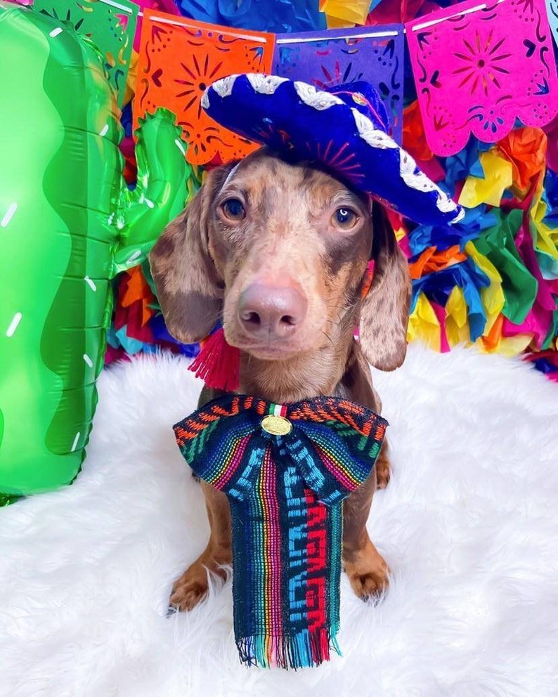 Dog Costume Mariachi Dog Costume Halloween Dog Costume Cat - Etsy