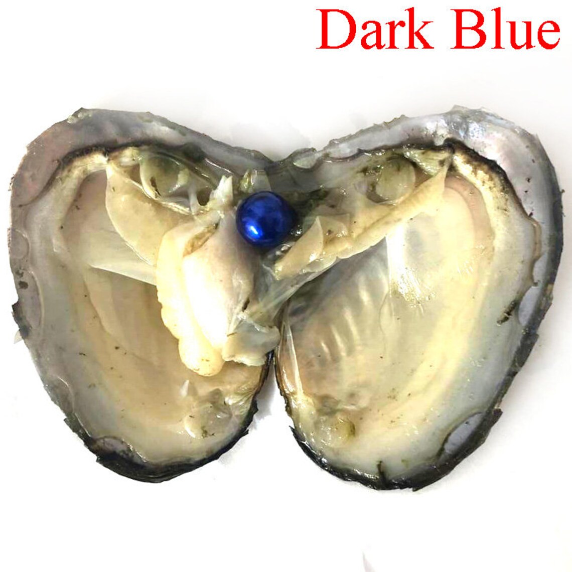 10 Pcs 15-20CM Vacuum Packed Large Giant Monster Mussel Oyster | Etsy