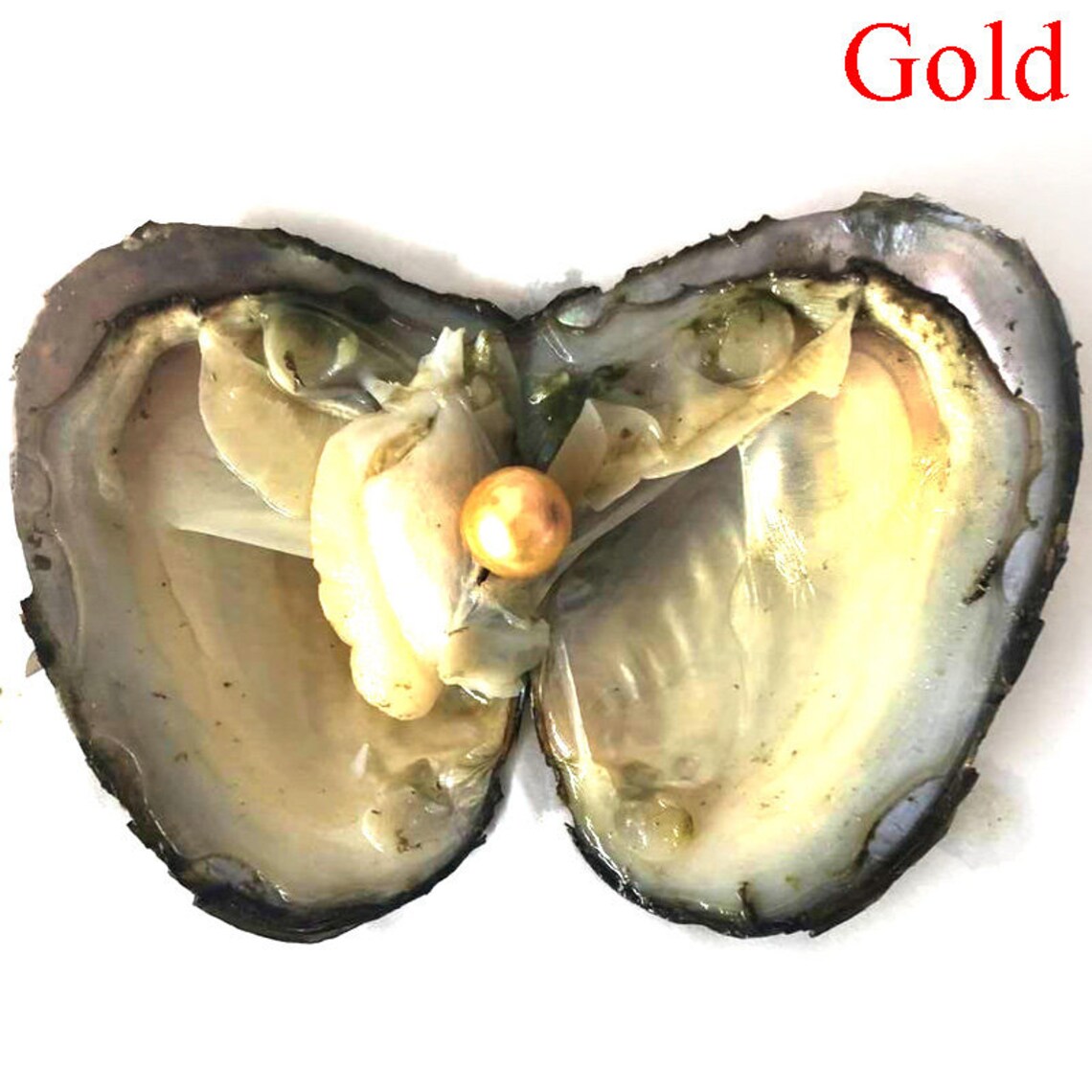 10 Pcs 15-20CM Vacuum Packed Large Giant Monster Mussel Oyster | Etsy