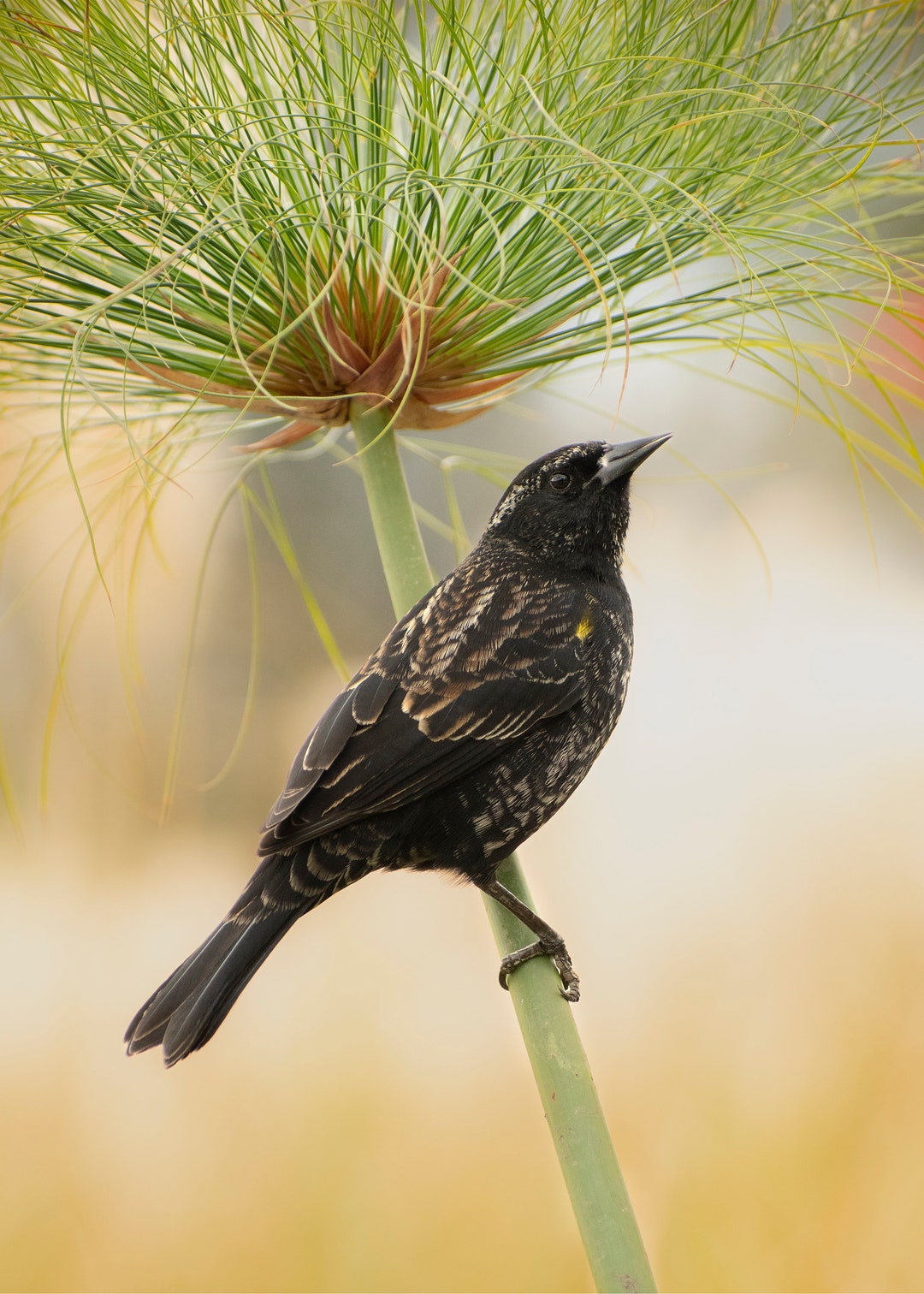 Bird Photography Yellow-winged Blackbird (female) - Etsy