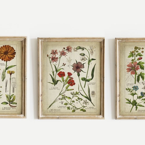 Medicinal Flowers Print SET of 3 PRINTABLE Vintage Botanical - Etsy