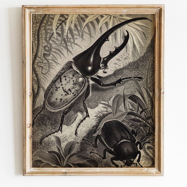 Entomology Print - Etsy