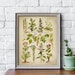 Botanical Print, PRINTABLE Vintage Botanical Art, Aromatic and ...