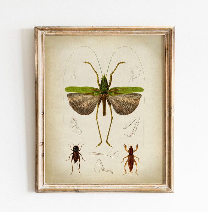 Insect Print, PRINTABLE Vintage Art Illustration, Flying Grasshopper ...