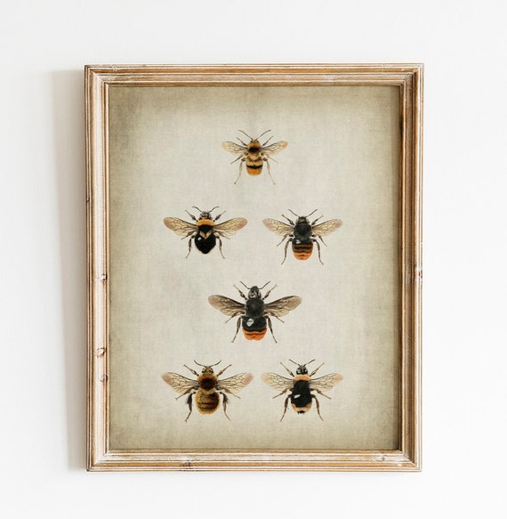 Bee Print PRINTABLE Beekeeping Vintage Art Illustration | Etsy
