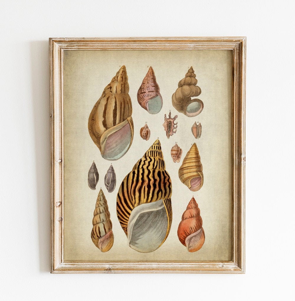 Beach Shells Print Vintage Seashell Digital Print Bathroom - Etsy