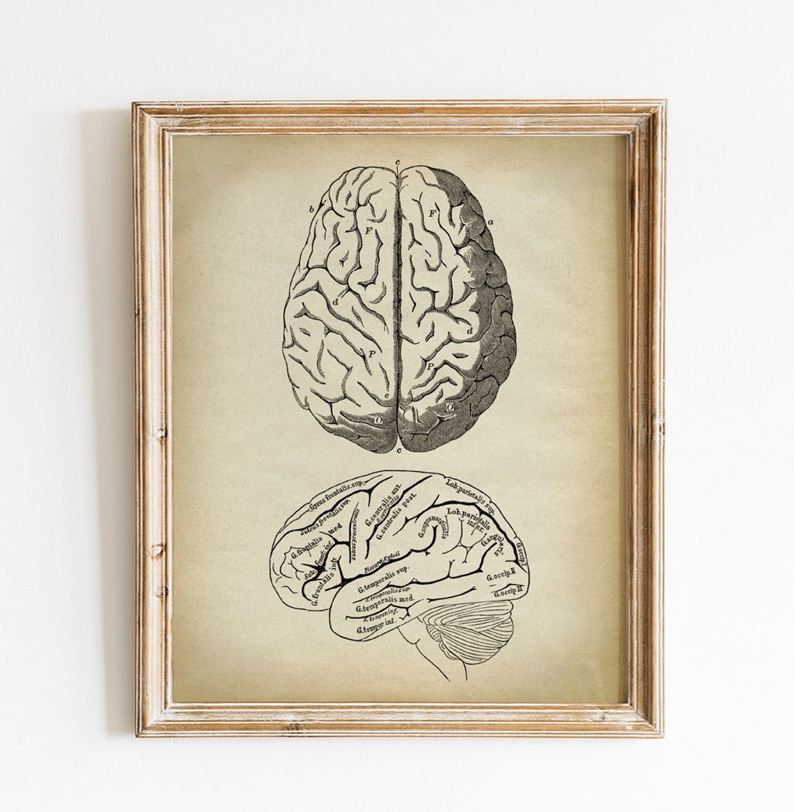 Brain Anatomy Print PRINTABLE Vintage Illustration Human - Etsy