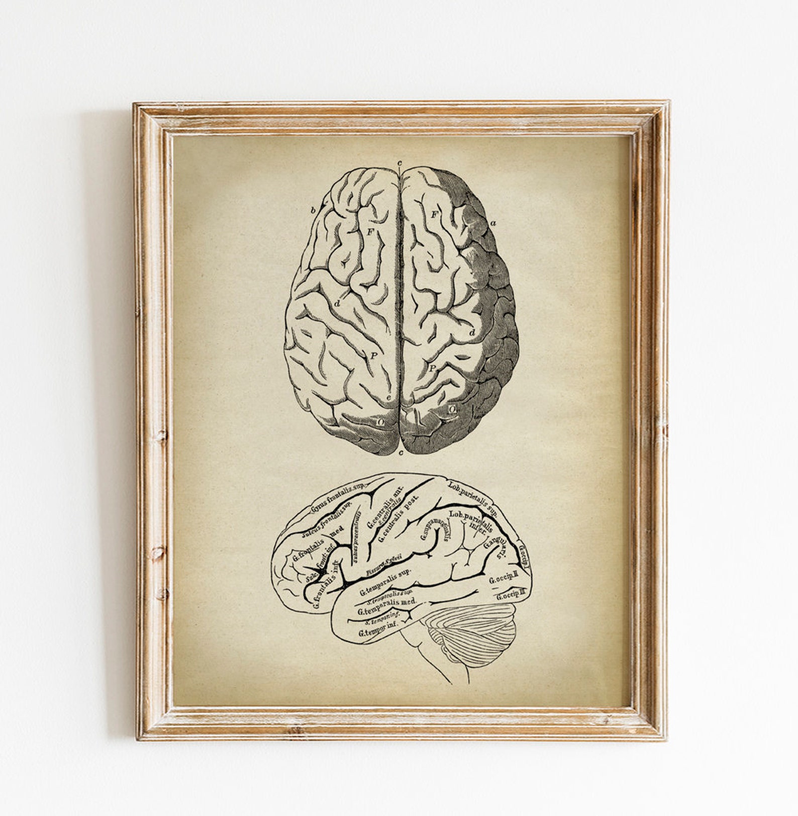 Brain Anatomy Print PRINTABLE Vintage Illustration Human - Etsy