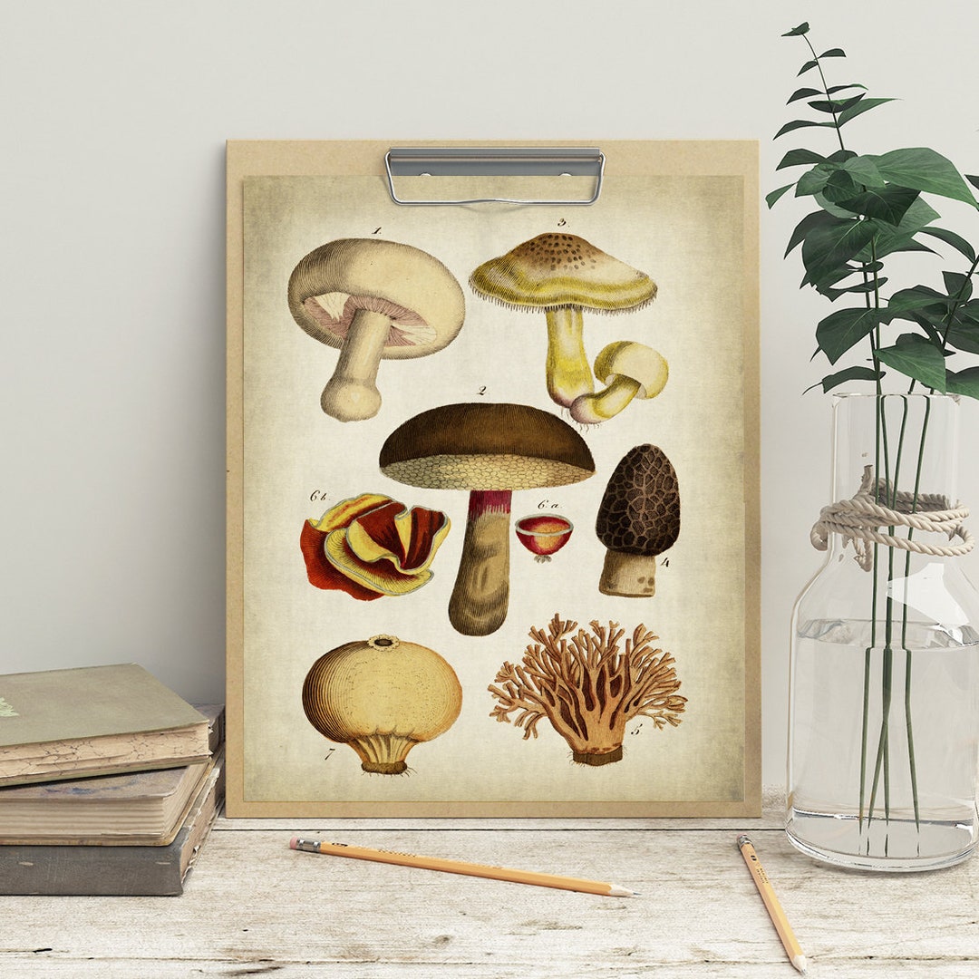 Mushrooms Chart Print, PRINTABLE Mushrooms Chart, Mushrooms ...