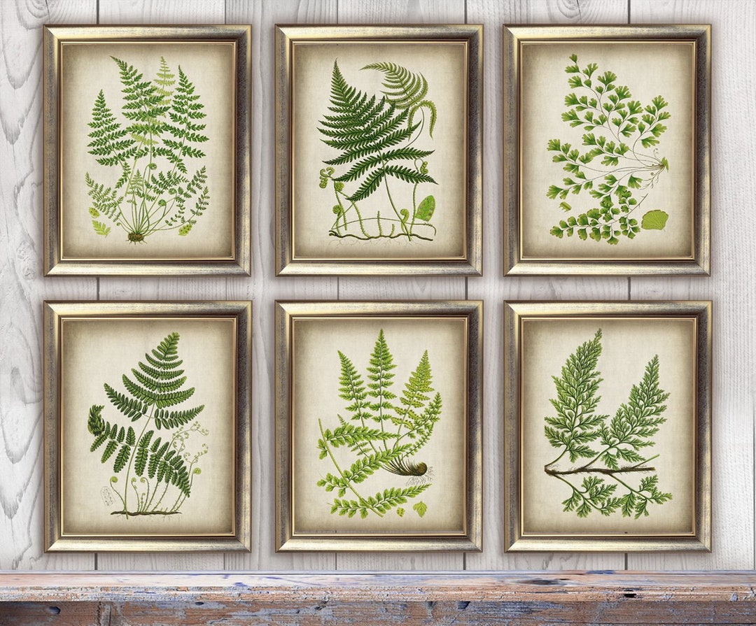 DOWNLOAD Botanical Fern Print SET of 6 Printable Print, Botanical Art ...