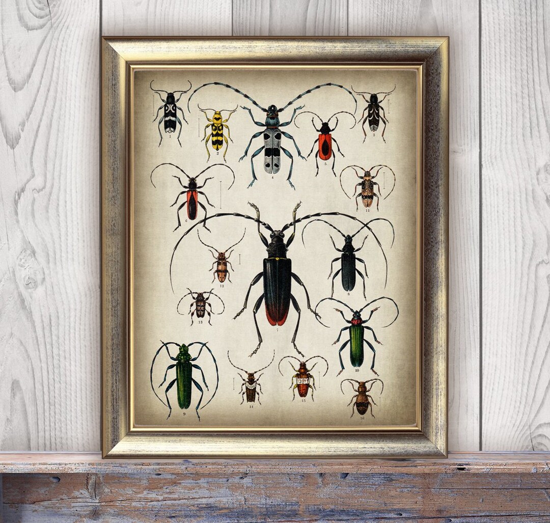 BEETLE Print, Printable Digital Image, Insect Print, Beetles Chart ...