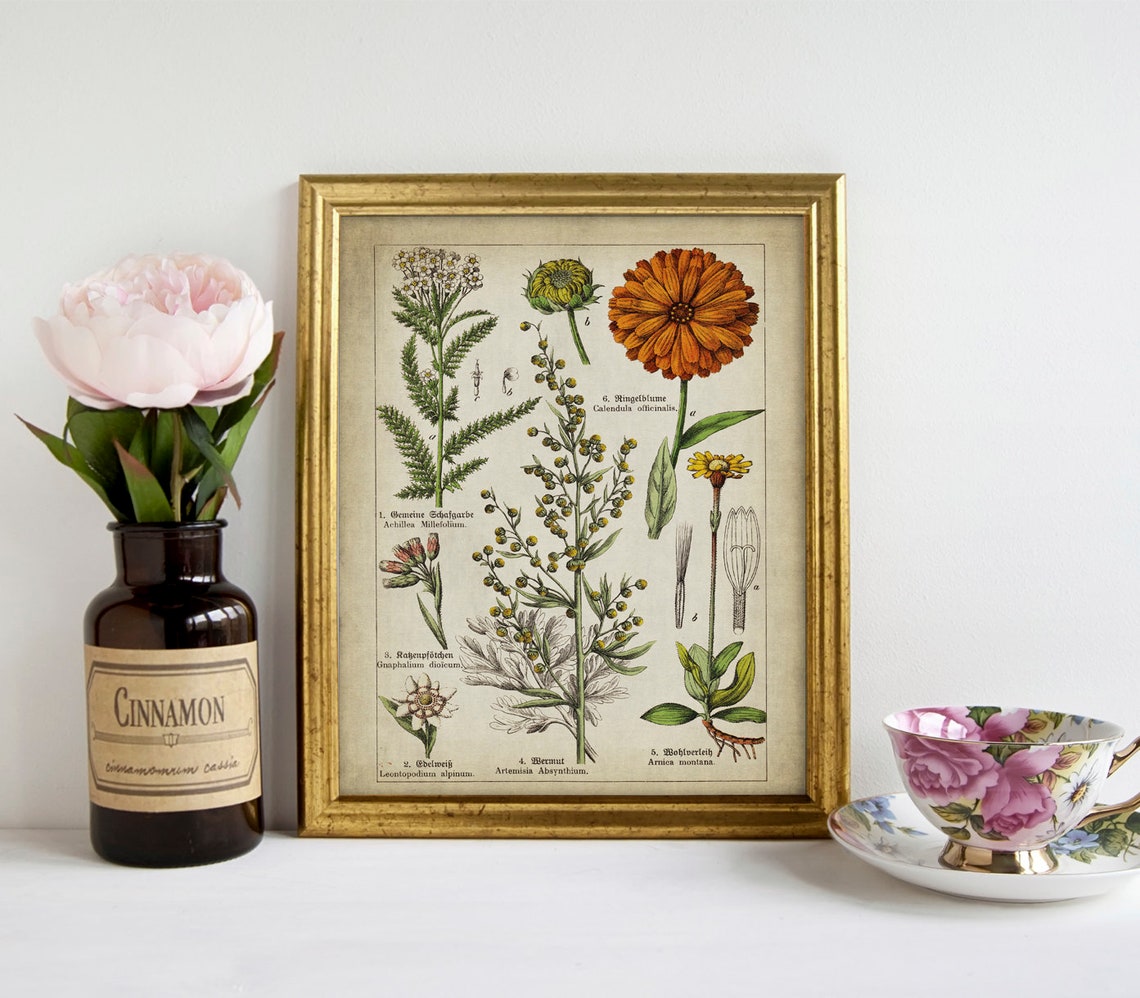 Medicinal Flowers Print SET of 3 PRINTABLE Vintage Botanical Wall Art ...