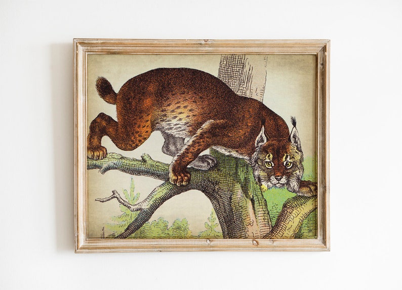Lynx Print, PRINTABLE Vintage Animal Art, Fauna Wild Cat Illustration ...