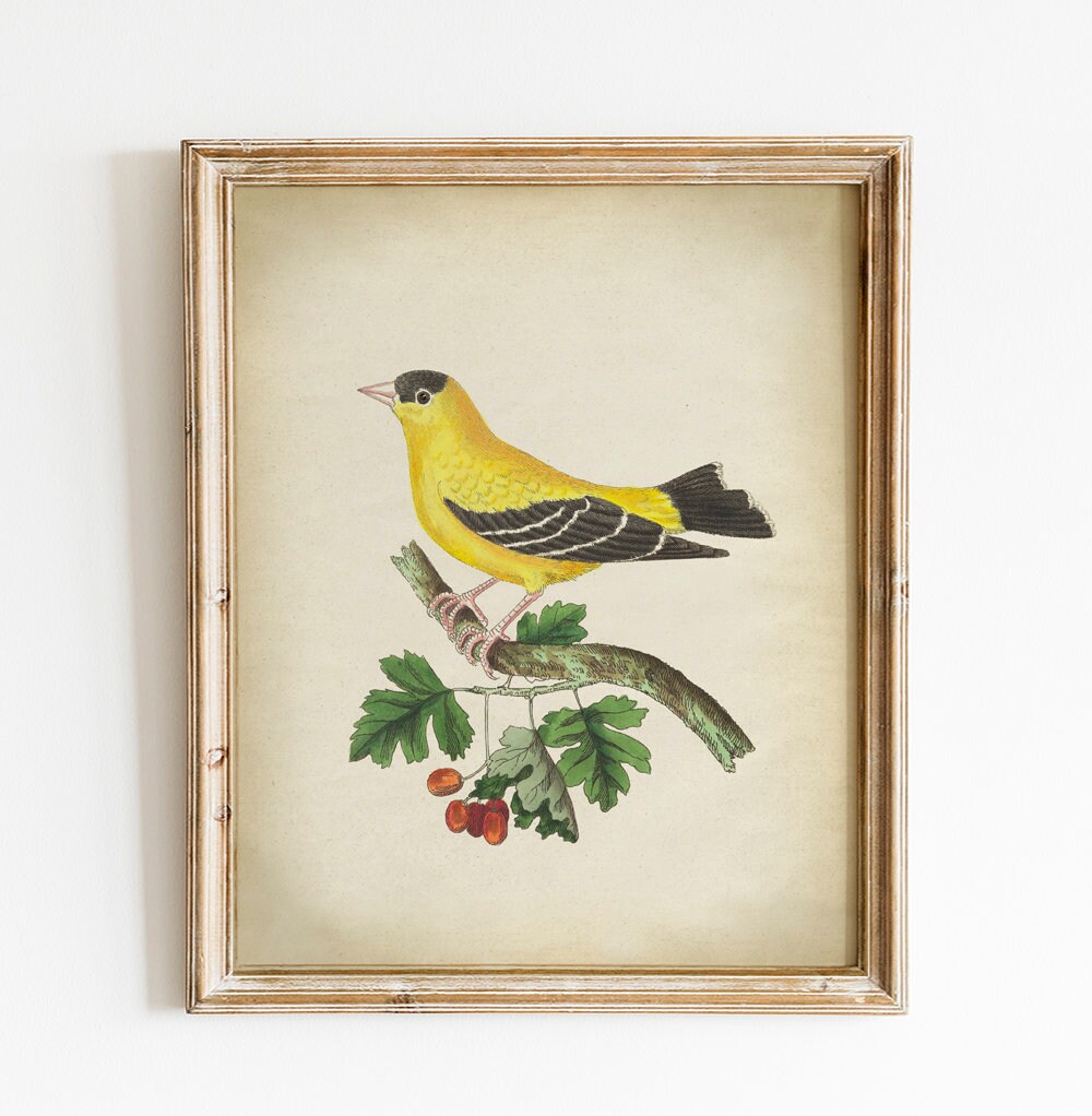 Bird Print Chart, Printable Yellow Bird Digital Download, Songbird ...