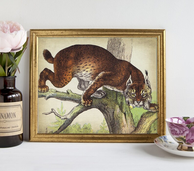 Lynx Print, PRINTABLE Vintage Animal Art, Fauna Wild Cat Illustration ...
