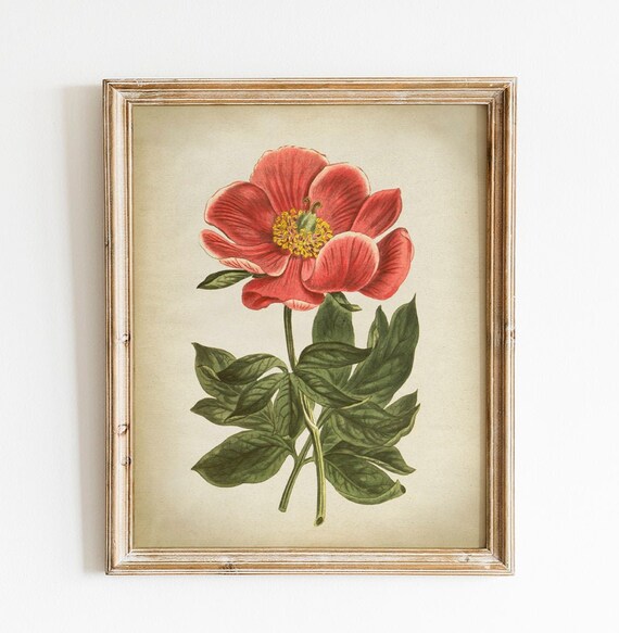 Pink Flower Botanical Print PRINTABLE Vintage Botanical Art | Etsy
