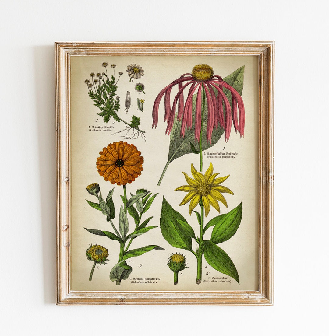Vintage Marigold Botanical Print: Antique Flower Chart (digital ...