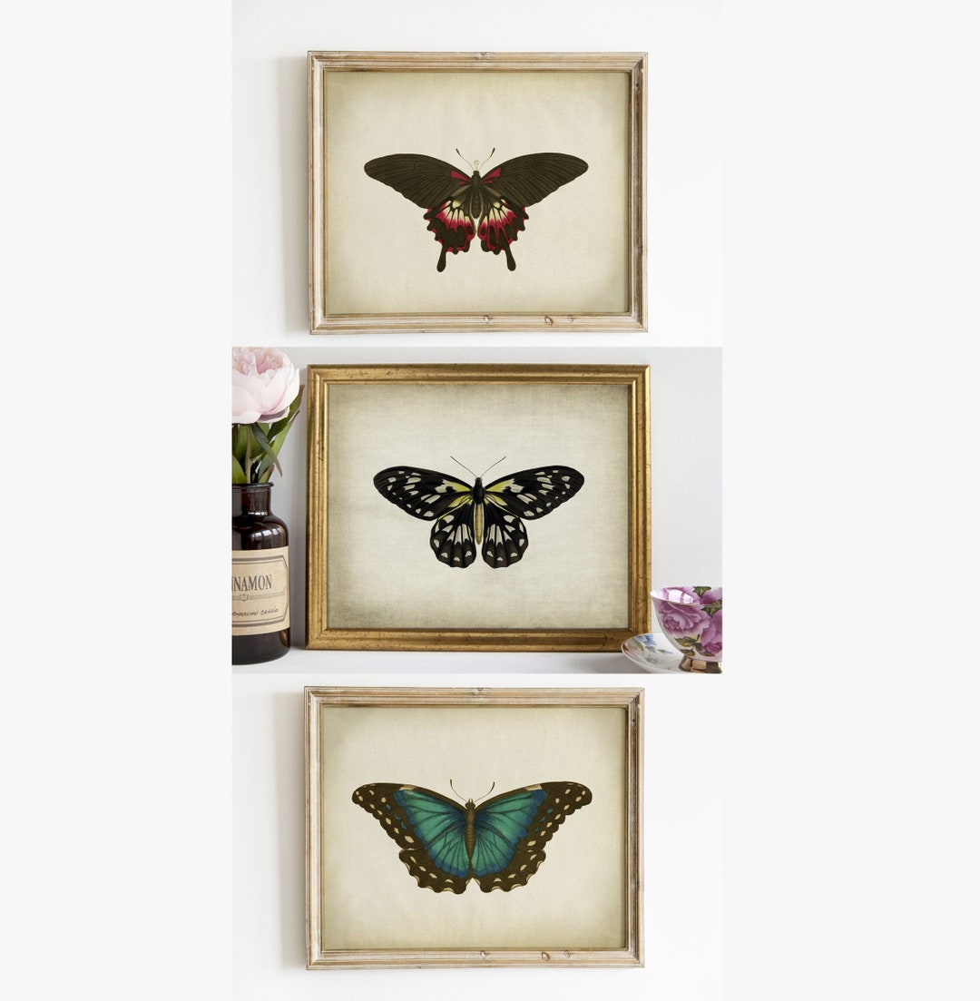 Butterfly Print SET of 3 PRINTABLE Vintage Butterfly Art, Insect ...