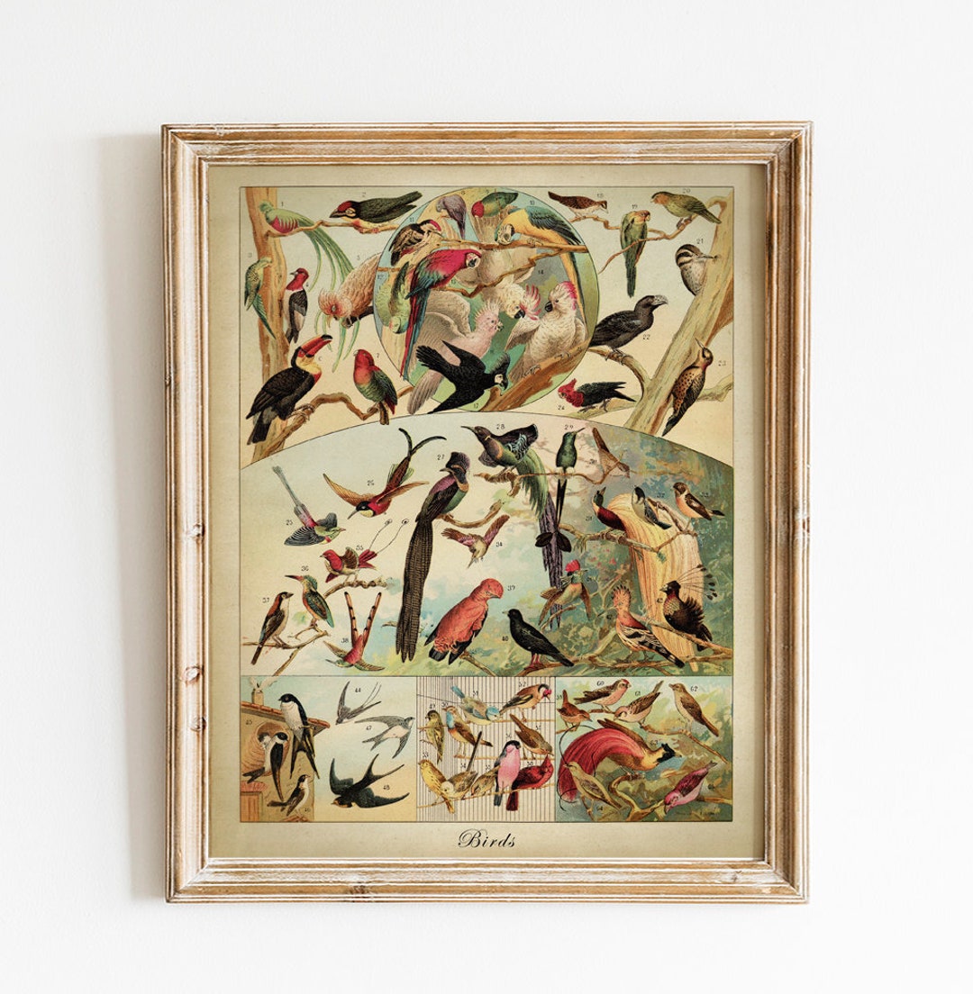 Vintage Bird Chart Print: Woodland Species Illustration (digital ...