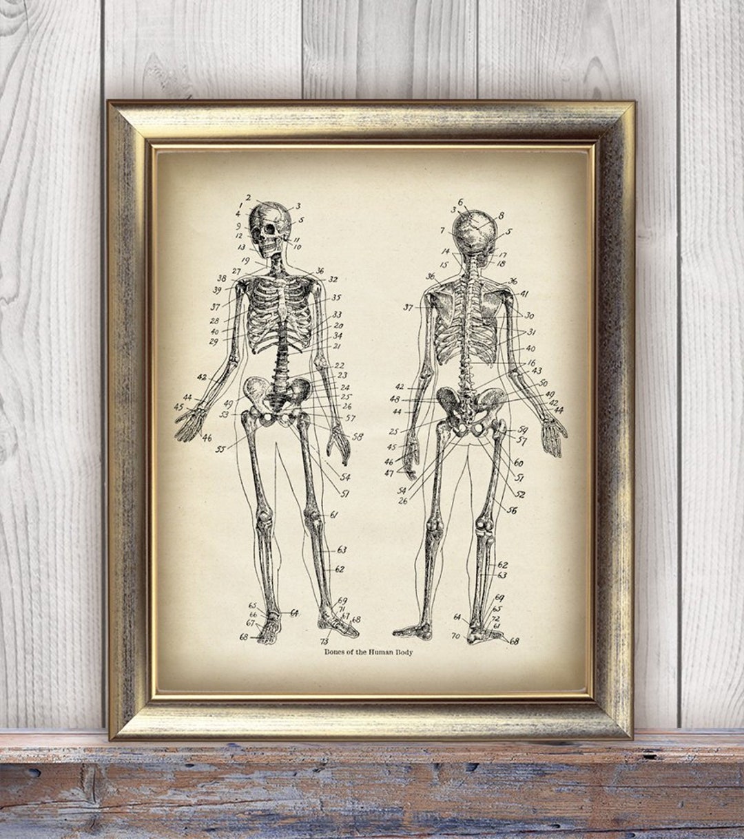 DOWNLOAD ANATOMY Skeleton Print, Digital Vintage Print, Vintage Medical ...