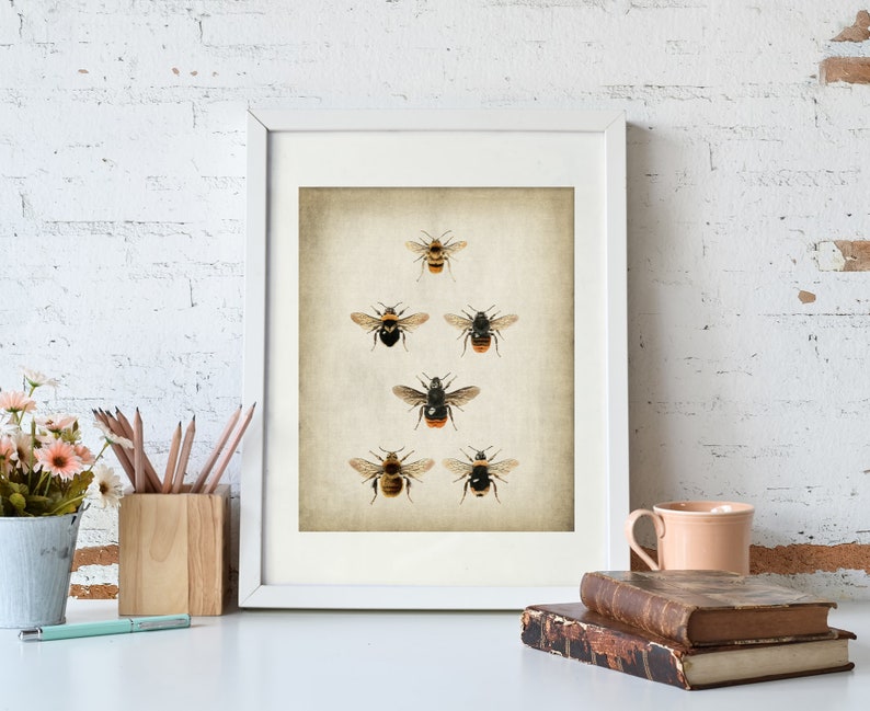 Bee Print PRINTABLE Beekeeping Vintage Art Illustration - Etsy