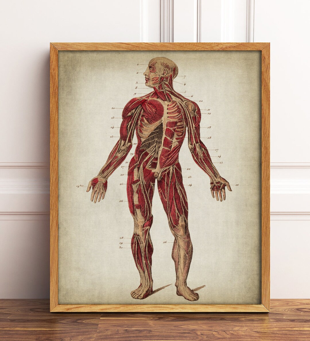PRINTABLE ANATOMY Print Muscular System Front Digital - Etsy