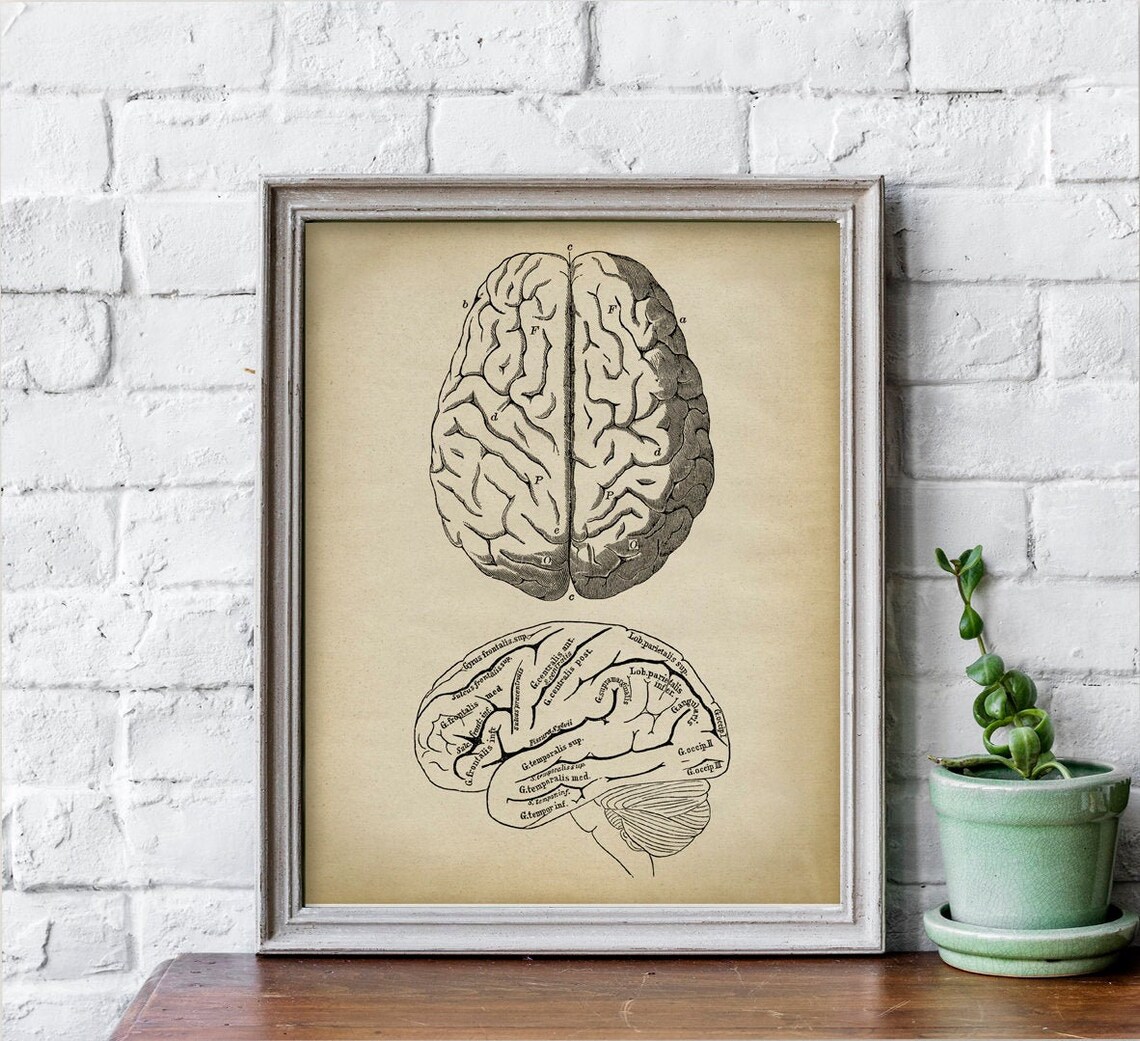 Brain Anatomy Print PRINTABLE Vintage Illustration Human - Etsy