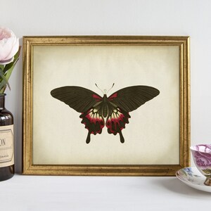 Butterfly Print SET of 3 PRINTABLE Vintage Butterfly Art, Insect ...