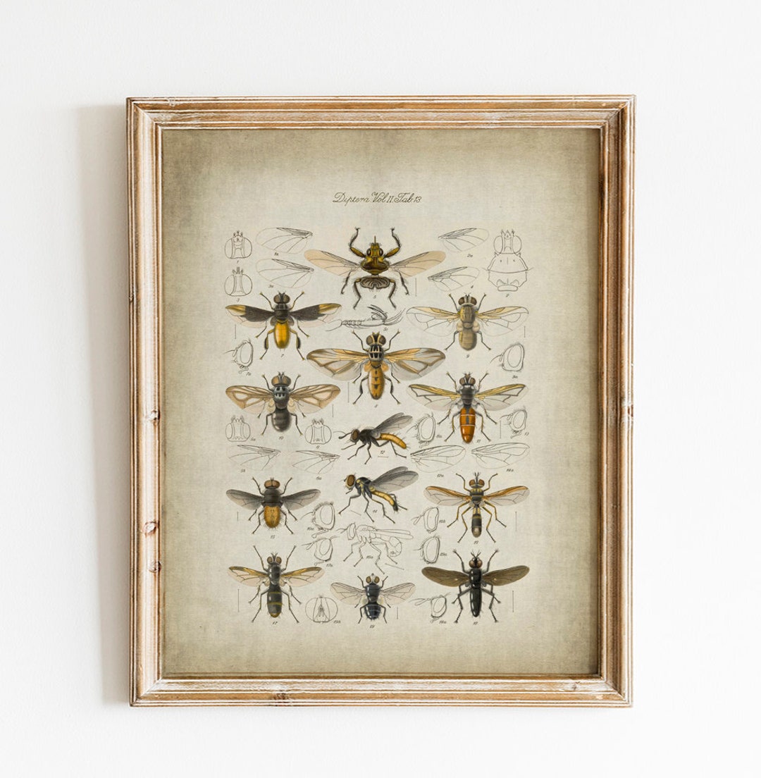 Bee Print DIGITAL DOWNLOAD, Beekeeping Printable Vintage Art ...